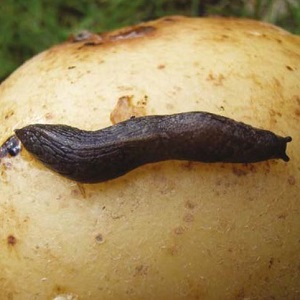 What are the main slug species of UK crops? | AHDB