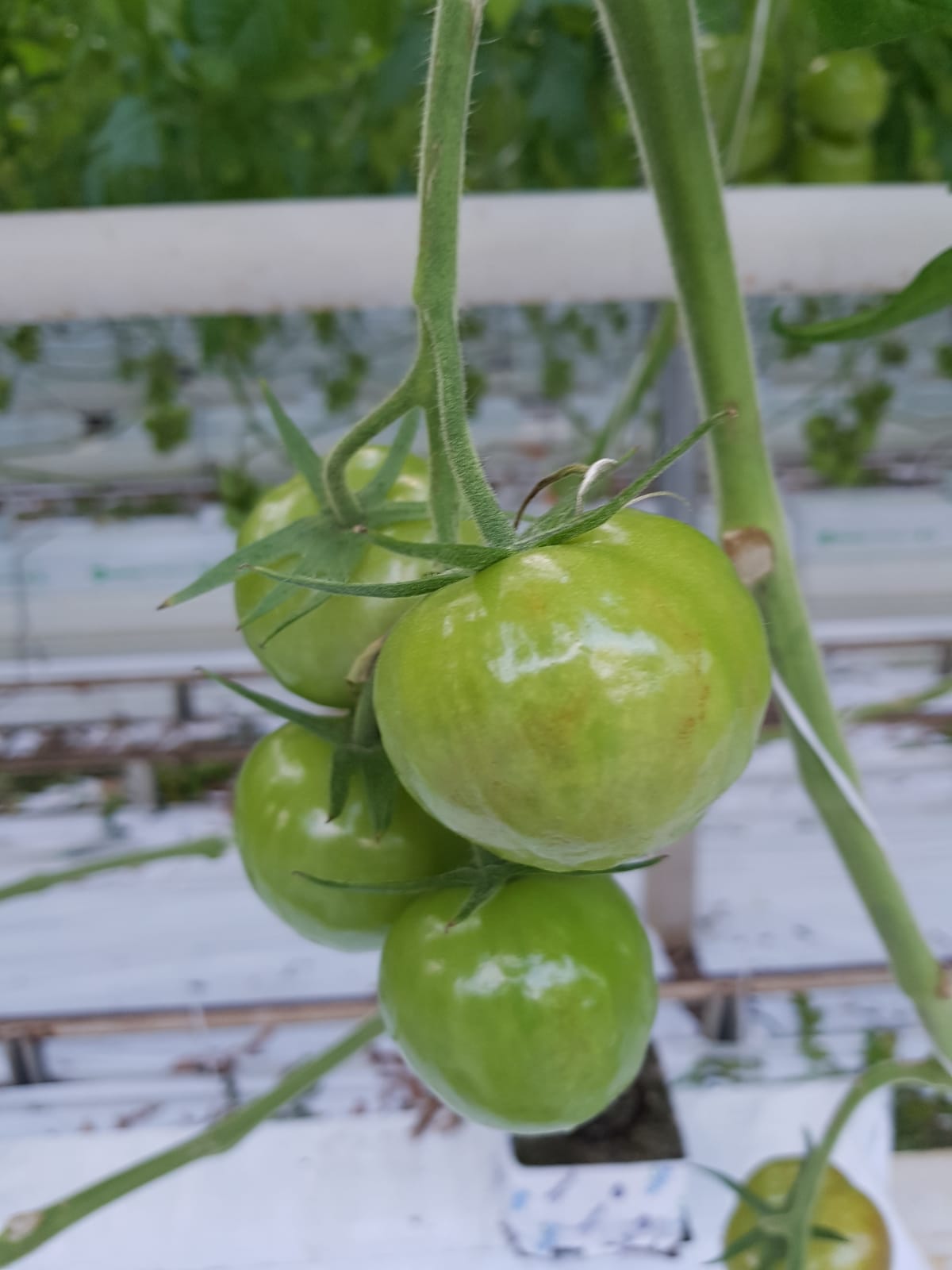 Symptoms of tomato brown rugose fruit virus - gallery | AHDB