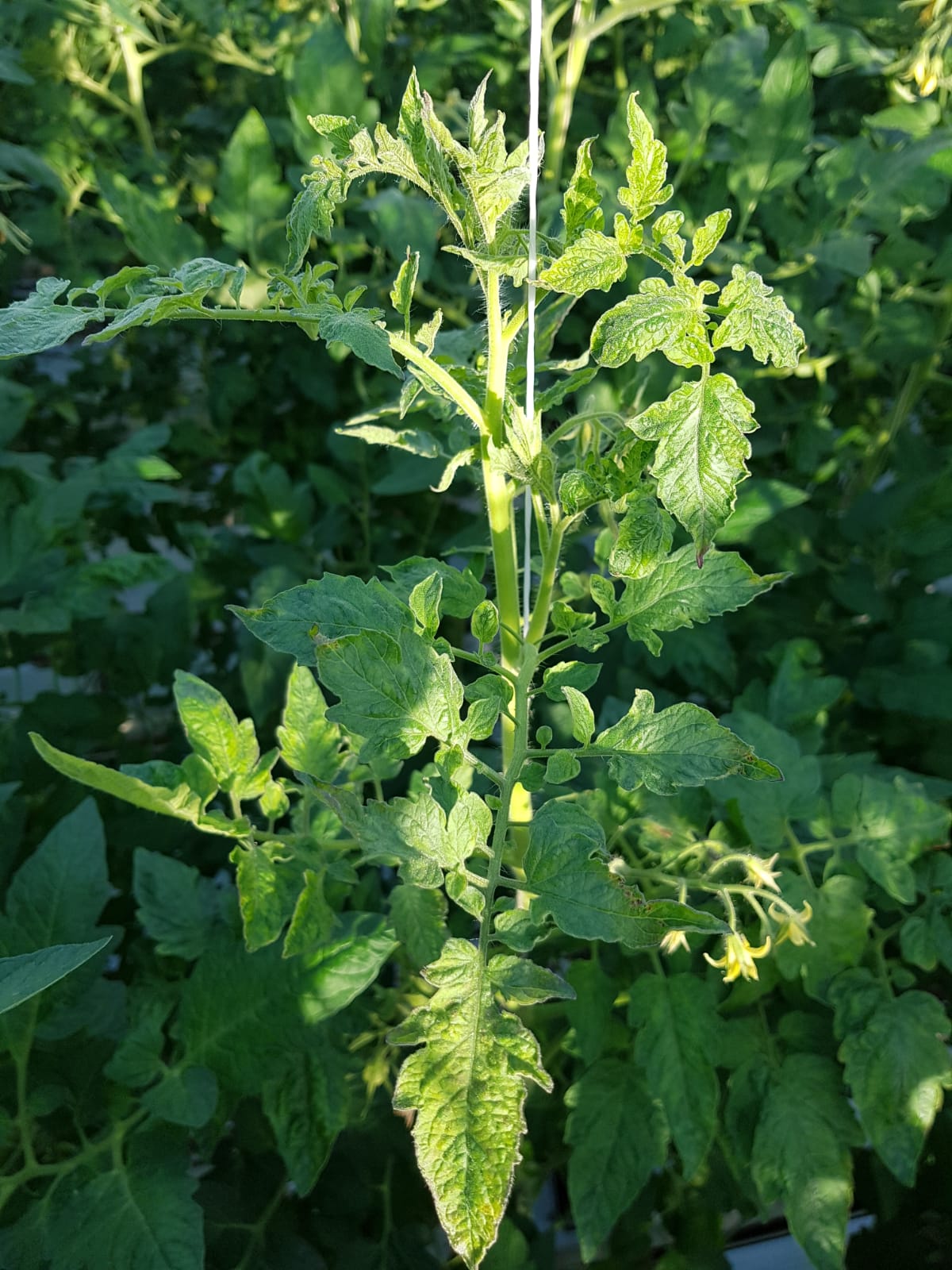 Symptoms of tomato brown rugose fruit virus - gallery | AHDB