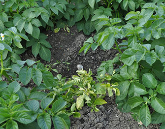 Managing blackleg disease and soft rot in potatoes | AHDB