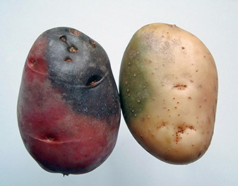 Potato Defect Identification | AHDB