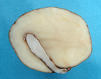 Potato Defect Identification | AHDB