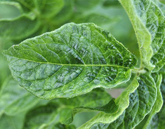 Potato Disease Identification | AHDB