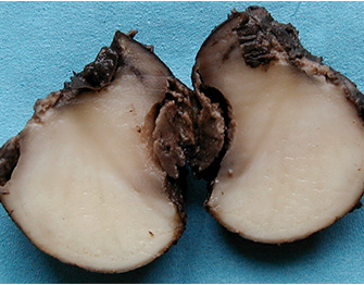 Managing blackleg disease and soft rot in potatoes | AHDB