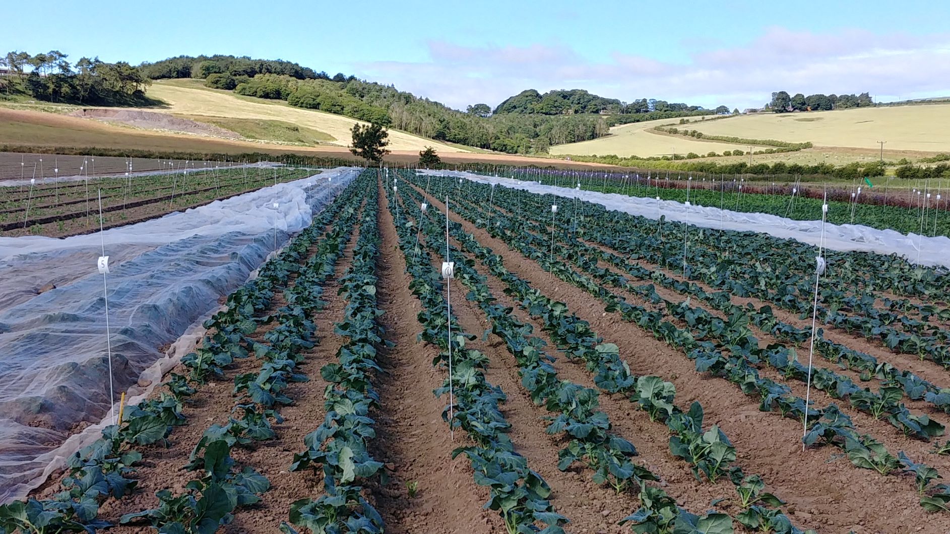 Brassica trial results for 2020 at East of Scotland Growers | AHDB