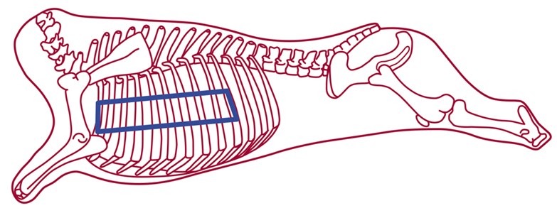 Whole Beef Ribs (Jacobs ladder) | AHDB