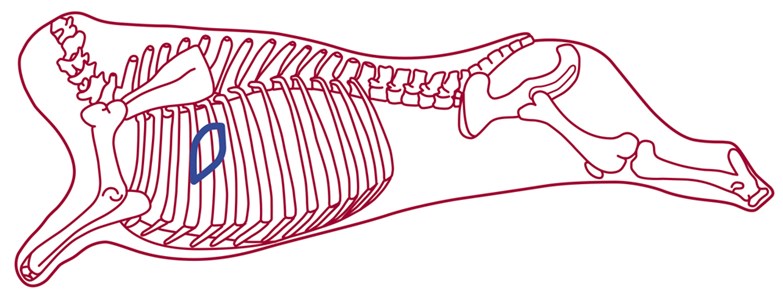 Shoulder Brisket Muscle (Latissimus dorsi) | AHDB