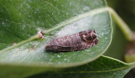 New strategies to control codling and tortrix moths in apple and pear ...