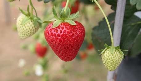 Strawberry nutrient analysis wall chart | AHDB