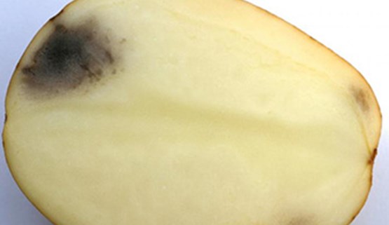 Potato diseases and defects | AHDB