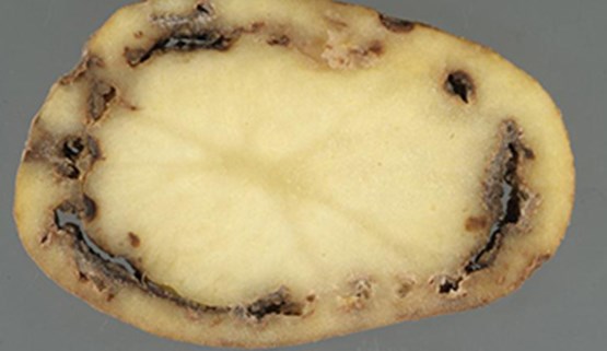 Potato diseases and defects | AHDB