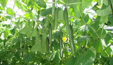 Cucumber: Epidemiology and Control of Mycosphaerella | AHDB
