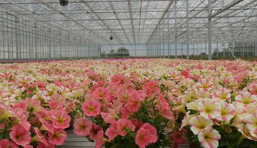 Control of Pythium, Phytophthora and Rhizoctonia in pot and bedding ...
