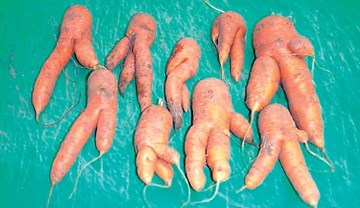 Identification and management of nematodes in field crops | AHDB