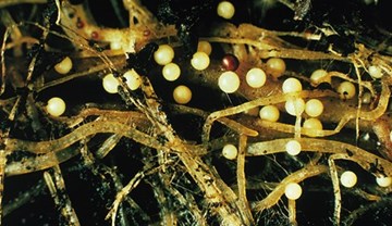 Identification and management of nematodes in field crops | AHDB