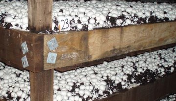 Peat and alternative material for mushroom casing | AHDB