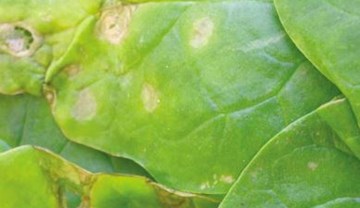 Spinach leaf spots and their management | AHDB