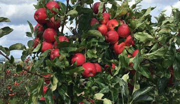 Apple Crop Walkers’ Guide | AHDB