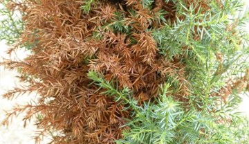 Control of Phytophthora, Pythium and Rhizoctonia in container-grown ...