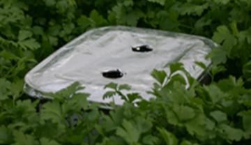 Grower system for rearing the predatory beetle Atheta coriaria | AHDB