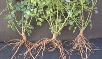 Increasing basal shoot production in field grown bush roses | AHDB