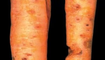 Cavity spot of carrot | AHDB
