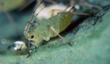 Pea aphid control | AHDB