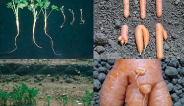 Free-living nematodes associated with carrots and parsnips | AHDB