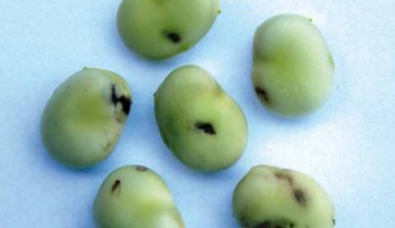 Control of bruchid beetle on broad beans | AHDB
