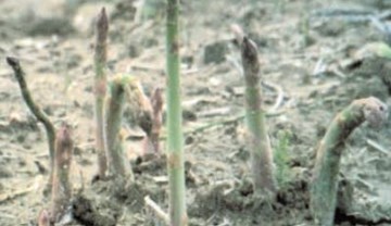 Management of Phytophthora rot on UK asparagus crops | AHDB