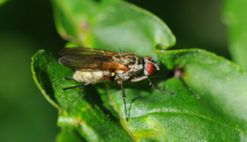 Bean seed fly: Identification and control | AHDB