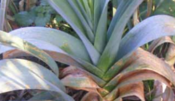 Leek Rust | AHDB