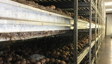 Identiﬁcation and control of dry bubble disease of mushrooms | AHDB