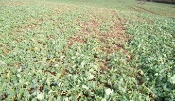 An introduction to clubroot in oilseed rape and field brassicas | AHDB