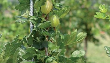 Gooseberries a grower guide to production, variety choice & pest ...