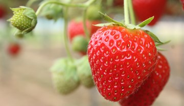 Western flower thrips control in strawberry | AHDB
