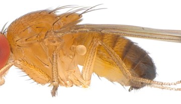 Management and control of spotted wing drosophila | AHDB