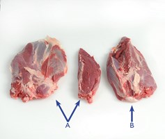 Heel Muscles for Pavé (Gastrocnemius) | AHDB