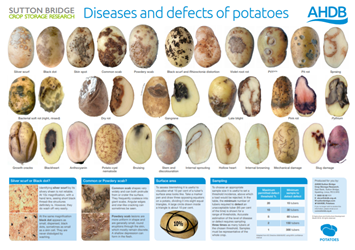 Diseases and defects of potatoes poster | AHDB