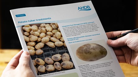 Potato tuber treatments | AHDB
